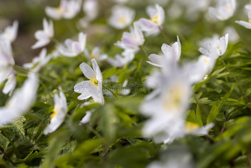 The First Spring Flowers Growing in the Forest Stock Image - Image of ...