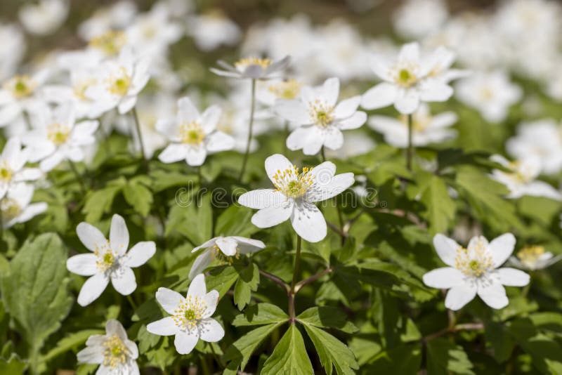 The First Spring Flowers Growing in the Forest Stock Photo - Image of ...