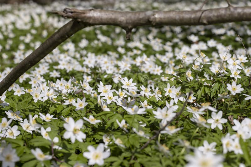 The First Spring Flowers Growing in the Forest Stock Image - Image of ...