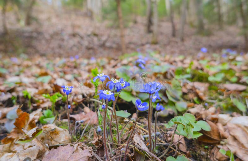 The First Spring Flowers Hepatica Stock Photo - Image of beauty, park ...