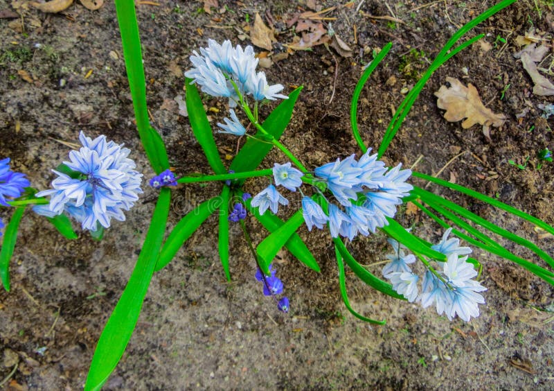 The First Spring Flowers are Hyacinths in a Spring Garden Stock Image ...
