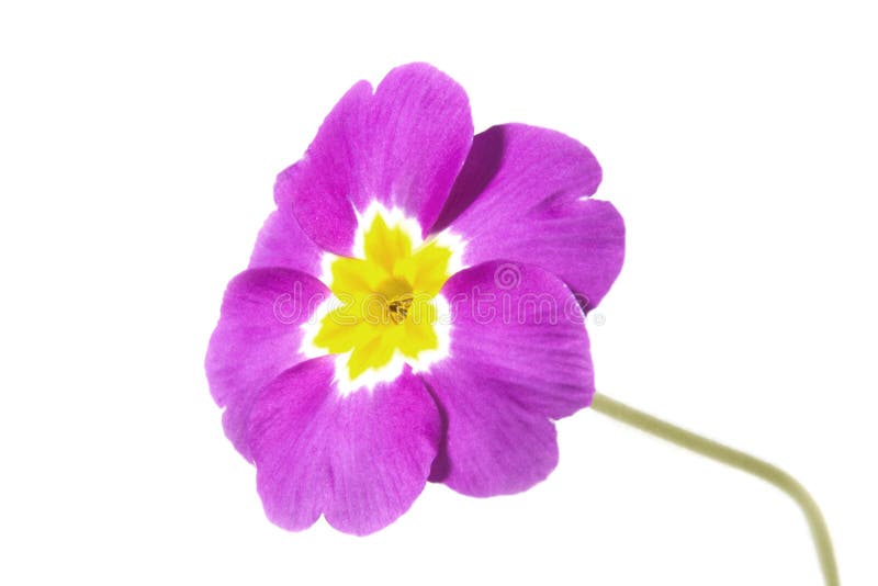 First Spring Flowers on a Light Background Stock Image - Image of ...