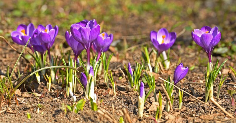 First Spring Flowers. Lilac Crocus Vernus Spring Crocus, Giant Crocus ...