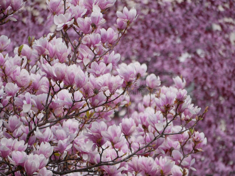 First Spring Flowers Magnolia Bloom Stock Photo - Image of bloom ...