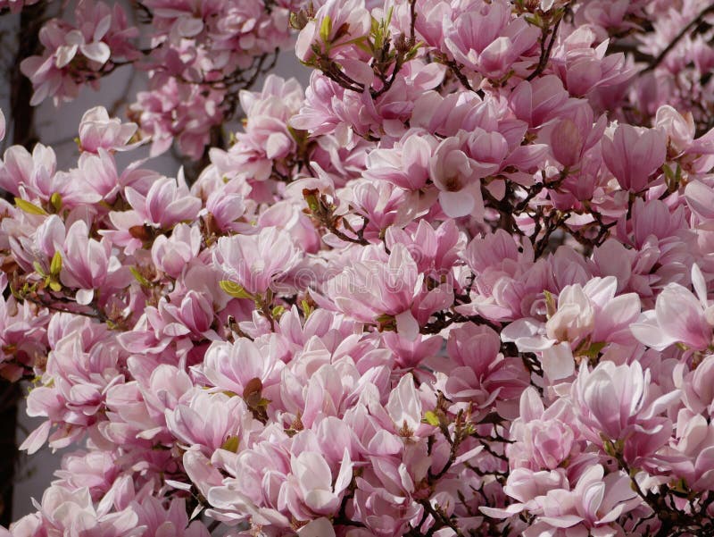 First Spring Flowers Magnolia Bloom Stock Photo - Image of easter ...