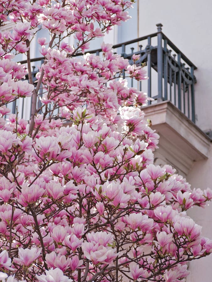 First Spring Flowers Magnolia Bloom in Wiener Stadtpark Stock Photo ...