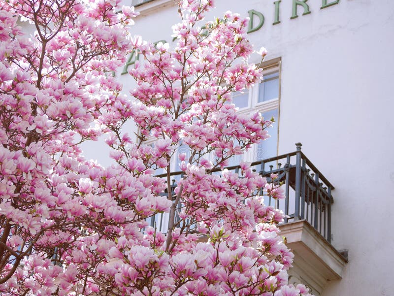 First Spring Flowers Magnolia Bloom in Wiener Stadtpark Stock Image ...