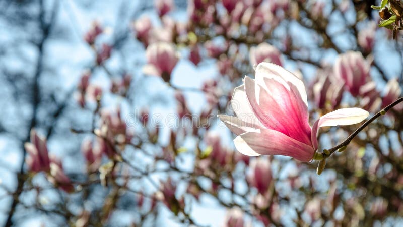 The First Spring Flowers of Magnolia on a Tree on the Blue Sky ...