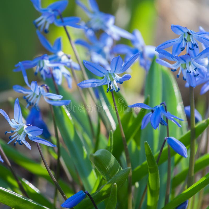 First spring flowers stock photo. Image of park, beautiful - 39948354