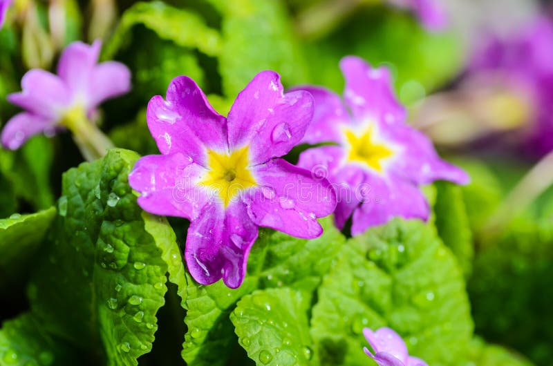 The First Spring Flowers of Primula are Covered with Dew Stock Image ...