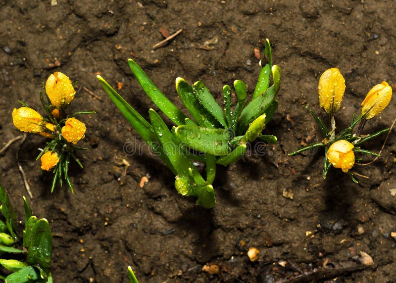 Naturethe Flowers Stock Photos - Free & Royalty-Free Stock Photos from ...