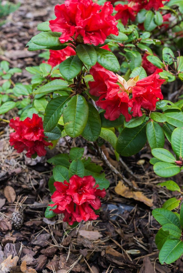 The First Spring Flowers of Red Rhododendrons. Early Spring Stock Image ...