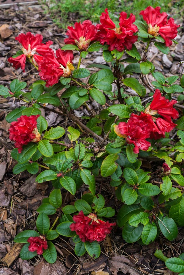 The First Spring Flowers of Red Rhododendrons. Early Spring Stock Photo ...