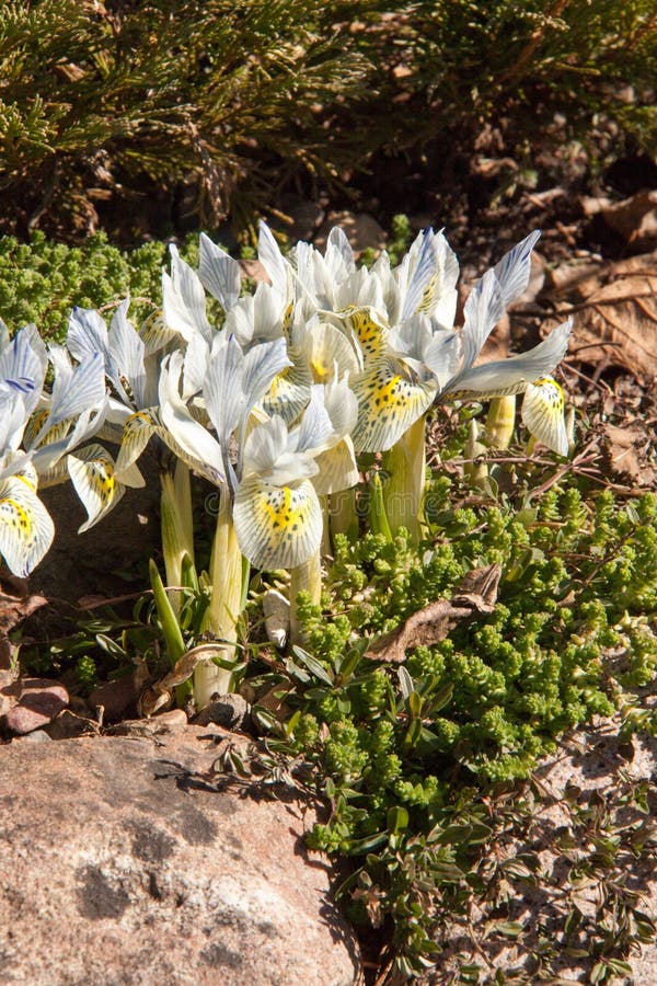The Russian countryside stock photo. Image of water, landscape - 80930518