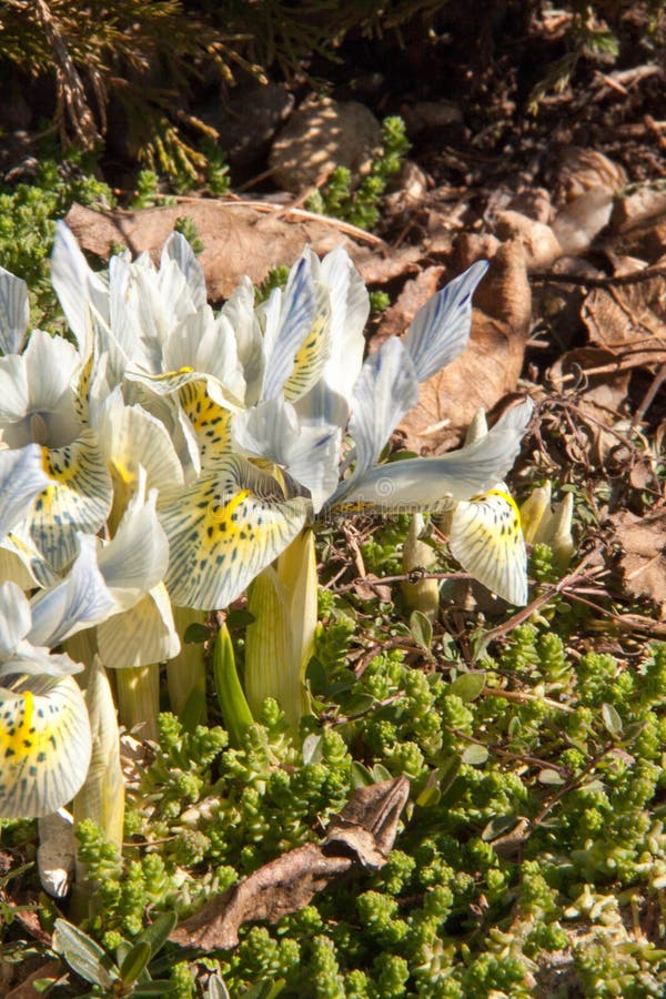 The Russian countryside stock photo. Image of water, landscape - 80930518