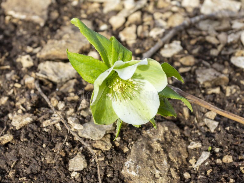 Spring, the First Flowers Blooming in Natural Areas, Protected Plants ...