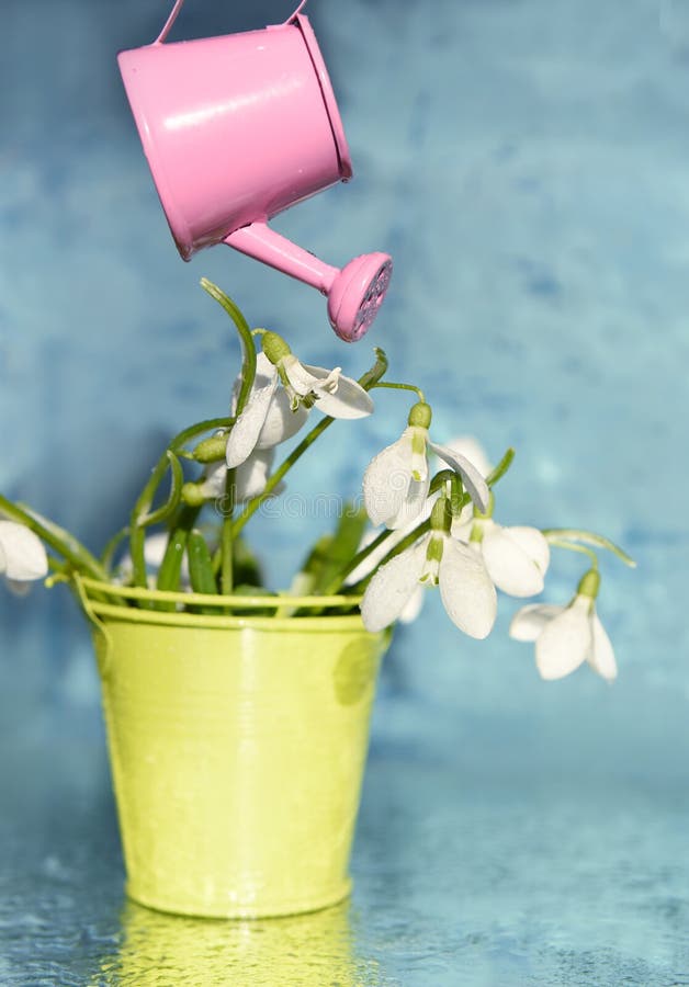 The First Spring Flowers in a Small Mini Bucket Stock Photo - Image of ...