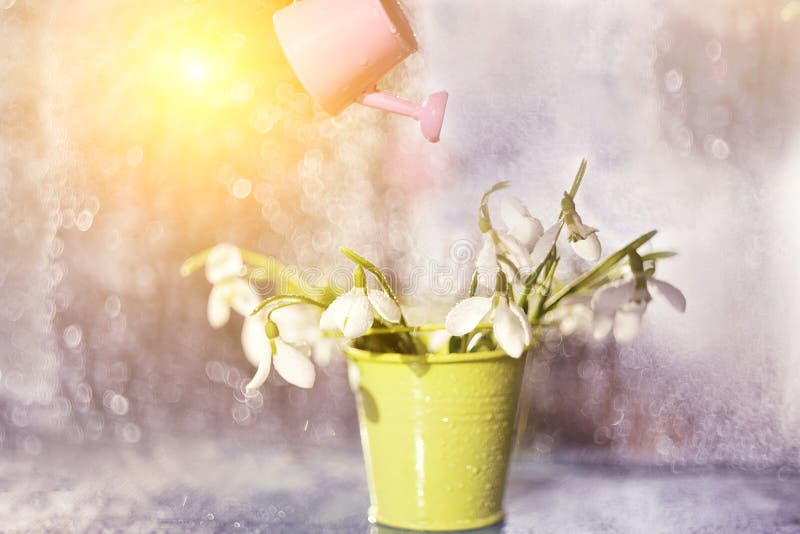 The First Spring Flowers in a Small Mini Bucket and Mini Watering ...