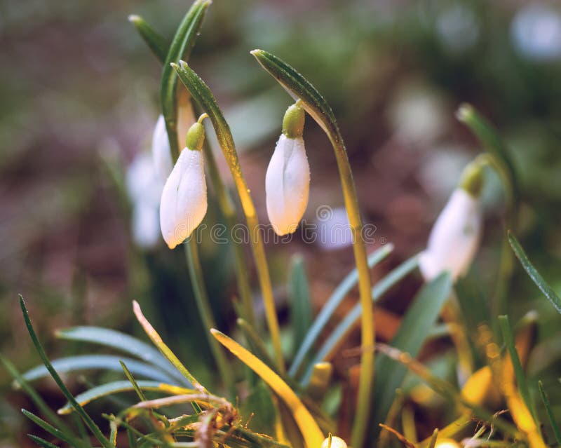 First Spring Flowers Snow Drops on a Sunny Field Stock Photo - Image of ...