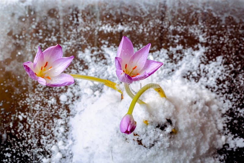 First Spring Flowers in the Snow Stock Image - Image of crocus, blue ...