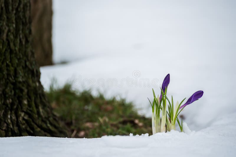 The First Spring Flowers in the Snow Stock Image - Image of season ...