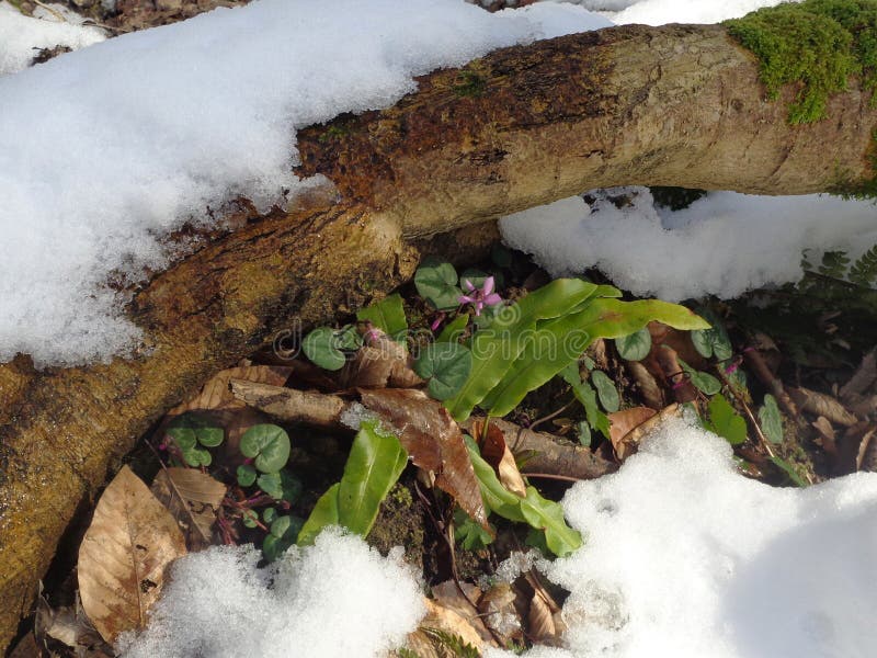 First Spring Flowers among Snow in the Forest Stock Photo - Image of ...