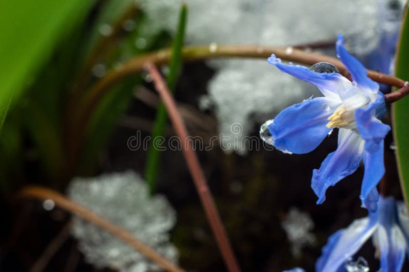 First Spring Flowers with Snow in 22 March 2020 Stock Photo - Image of ...