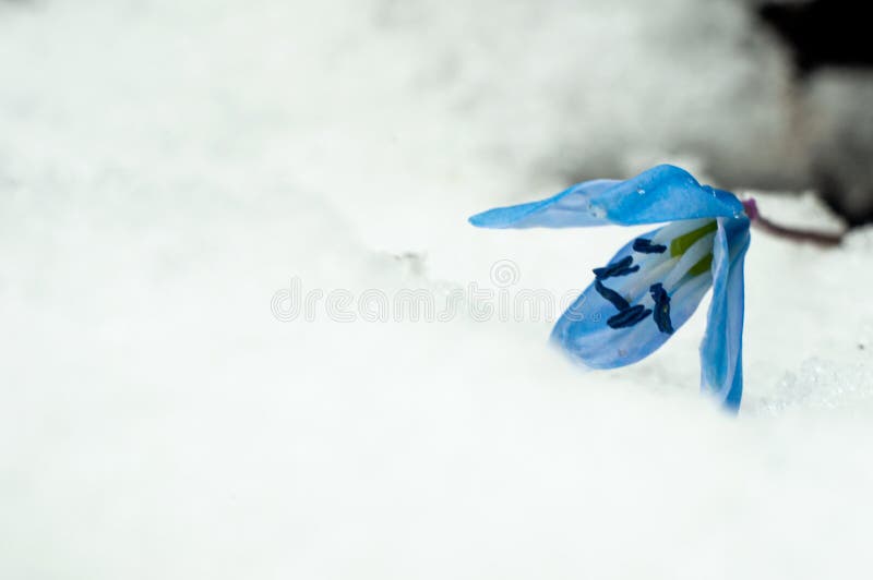 First Spring Flowers with Snow in 22 March 2020 Stock Photo - Image of ...