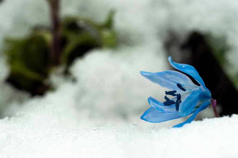 First Spring Flowers with Snow in 22 March 2020 Stock Image - Image of ...