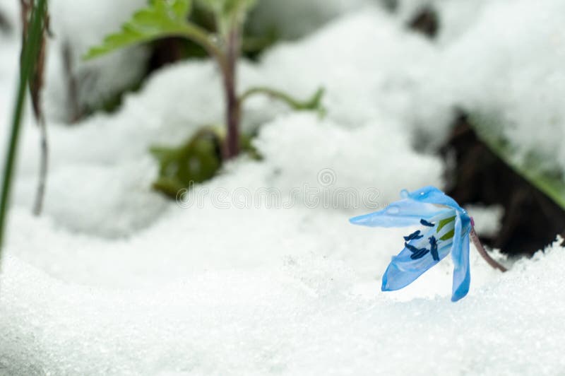 First Spring Flowers with Snow in 22 March 2020 Stock Image - Image of ...