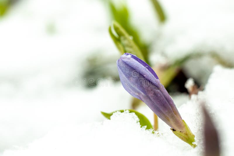 First Spring Flowers with Snow in 22 March 2020 Stock Image - Image of ...