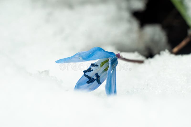First Spring Flowers with Snow in 22 March 2020 Stock Photo - Image of ...