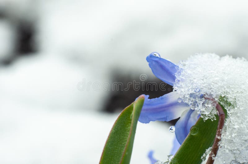 First Spring Flowers with Snow in 22 March 2020 Stock Image - Image of ...