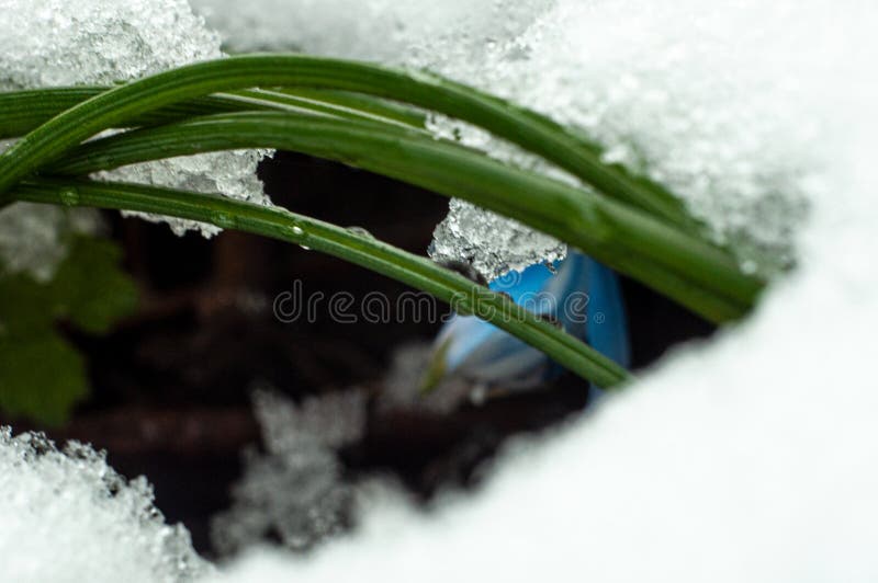 First Spring Flowers with Snow in 22 March 2020 Stock Photo - Image of ...