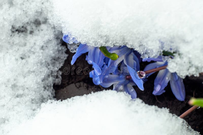 First Spring Flowers with Snow in 22 March 2020 Stock Photo - Image of ...