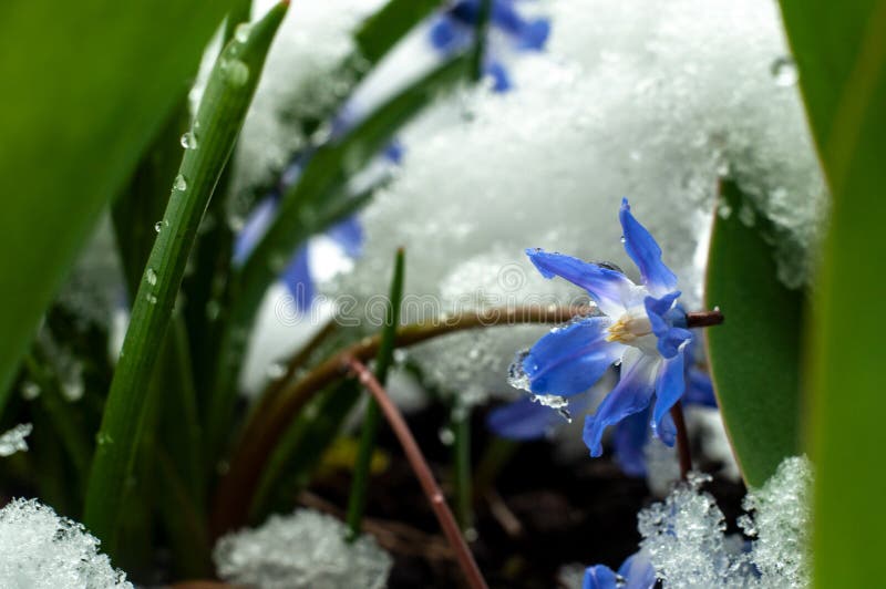 First Spring Flowers with Snow in 22 March 2020 Stock Photo - Image of ...