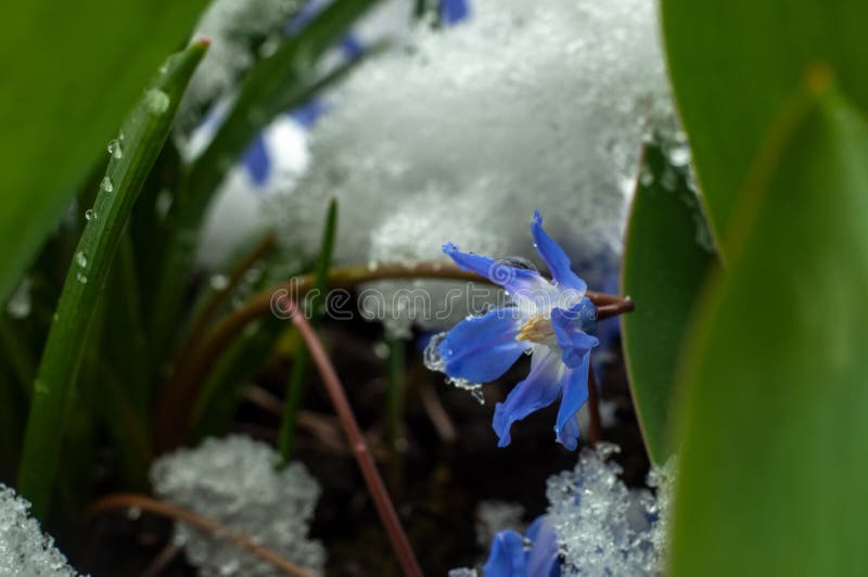 First Spring Flowers with Snow in 22 March 2020 Stock Image - Image of ...