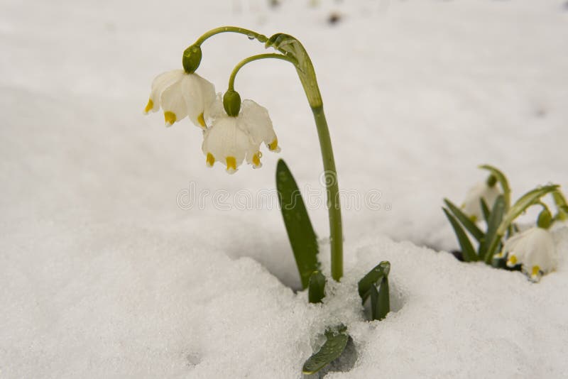 First Spring Flowers in the Snow. Space for Text Stock Photo - Image of ...