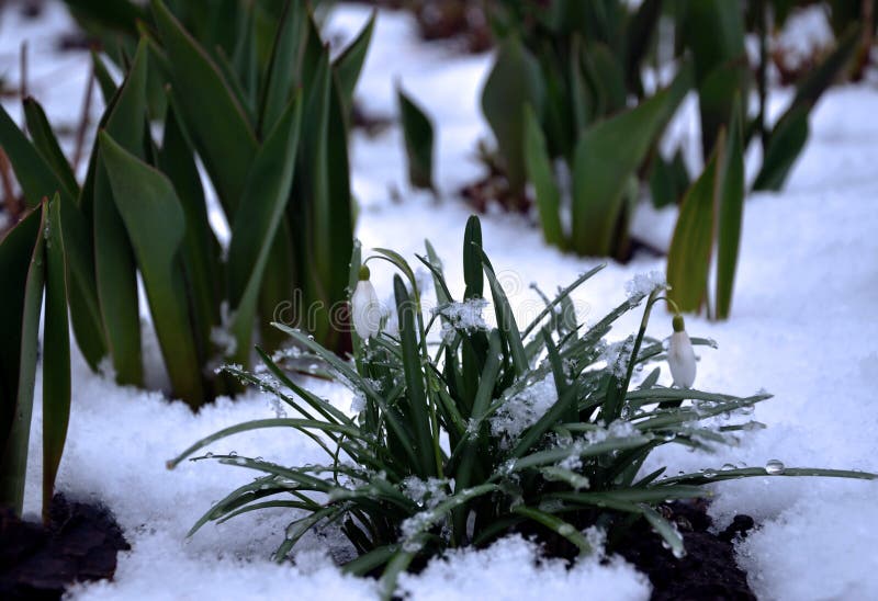 First Spring Flowers are in Snow Stock Photo - Image of bloom, plant ...