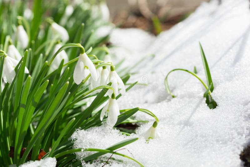 First Spring Flowers. Snowdrop Flowers Blooming in Snow Covering Stock ...