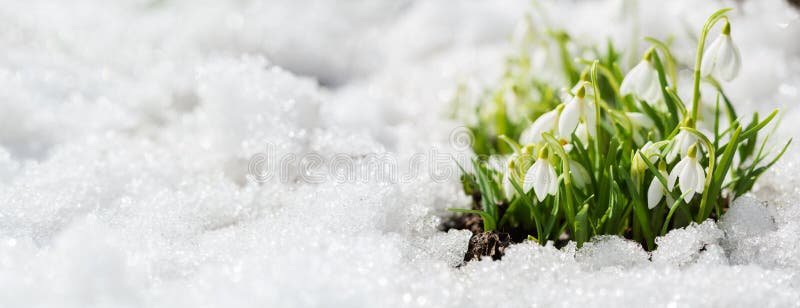 First Spring Flowers. Snowdrop Flowers Blooming in Snow Covering Stock ...