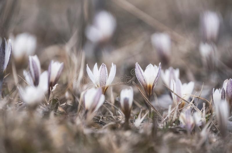 The First Spring Flowers, Snowdrops Alatau Saffron a Whole Meadow of ...