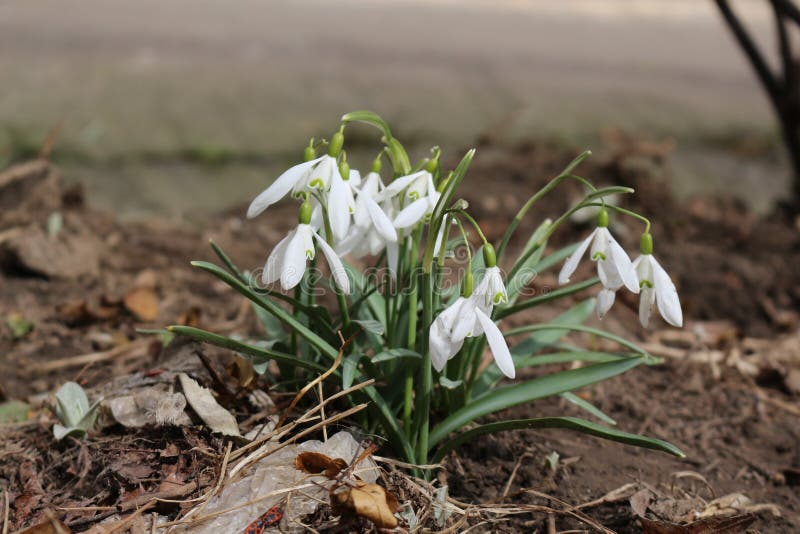 The First Spring Flowers - Snowdrops Bloomed in the Forest Stock Photo ...