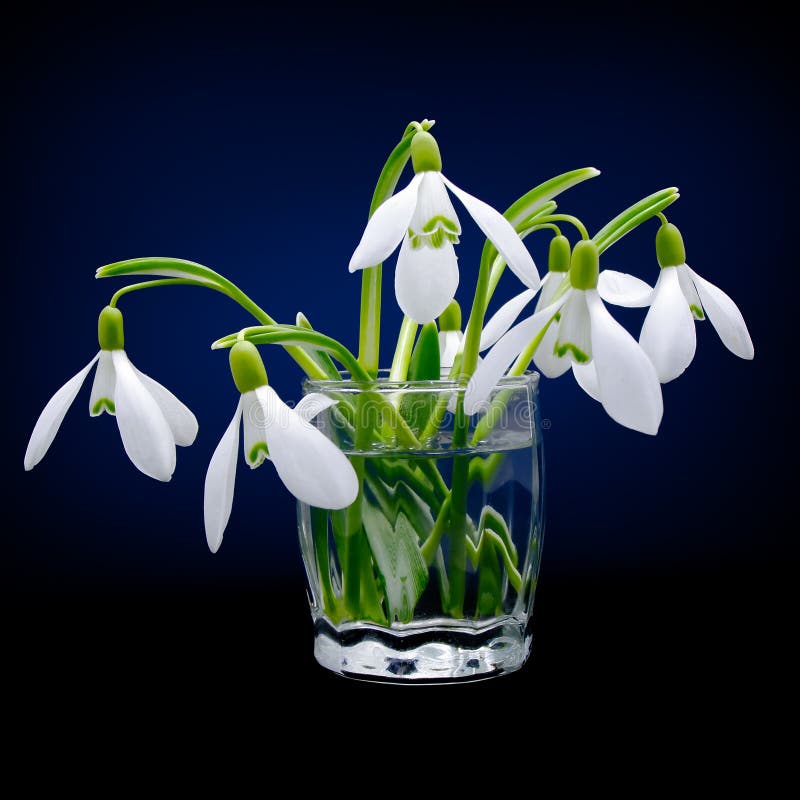 First Spring Flowers Snowdrops Bouquet Stock Image - Image of nature ...