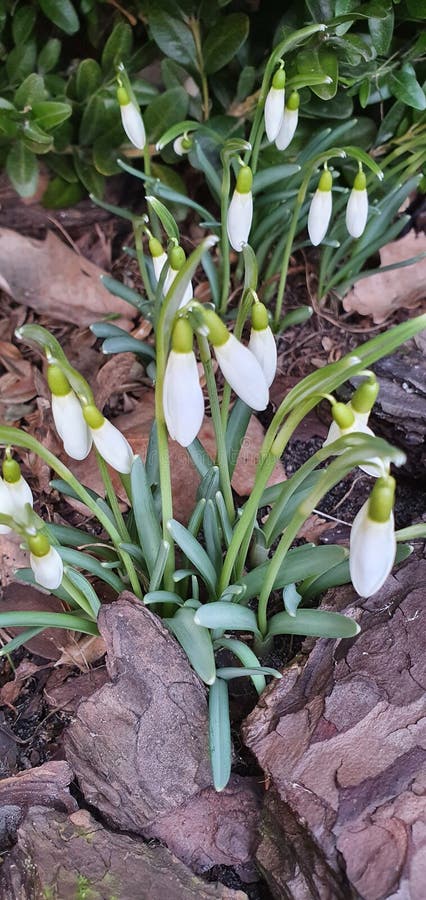 First Spring Flowers of Snowdrops Stock Photo - Image of produce, bark ...