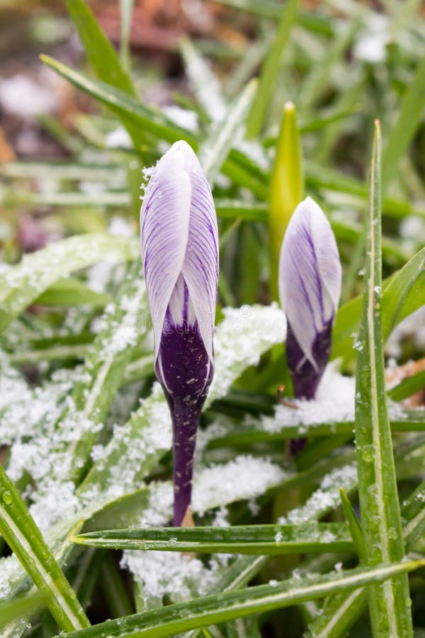 The First Spring Flowers on a Snowy Day Stock Photo - Image of blossom ...