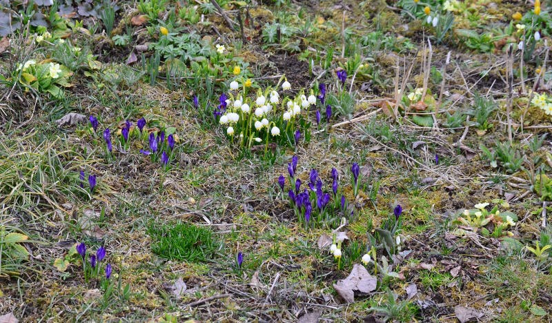 First spring flowers stock image. Image of blooming, garden - 68706699