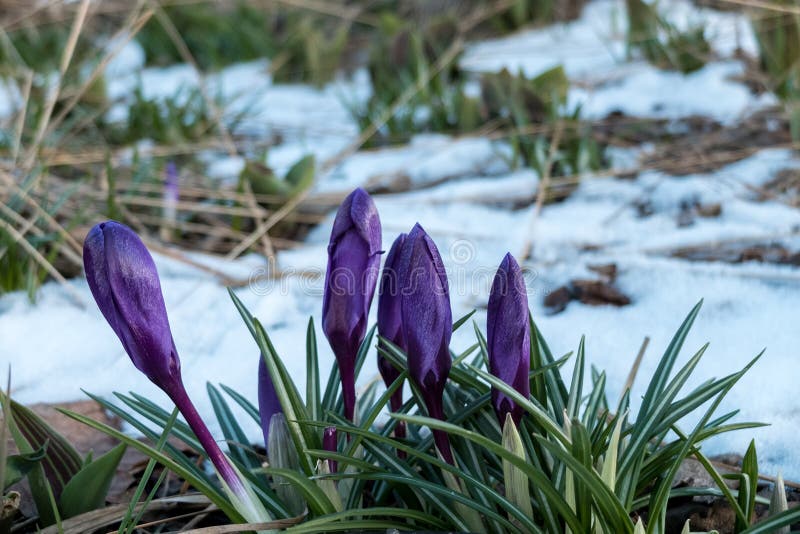First Spring Flowers Sprout through the Snow. Crocus Iridaceae. Stock ...