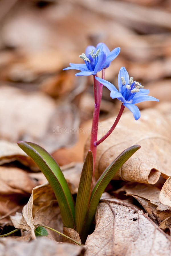 Spring forest flowers stock photo. Image of flower, spring - 13931732