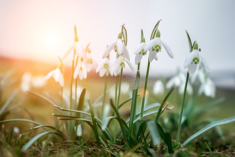The First Spring Flowers in the Sun. Arrival of Spring. Awakening of ...